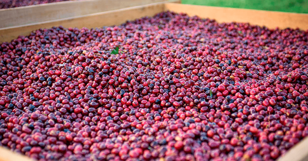 5 Mystique of Beauty Geisha Coffee: Origins, Flavour Profile, and ...